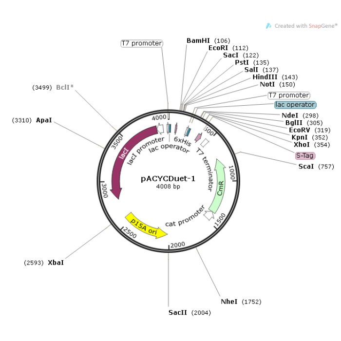 丰晖 YH108 pACYCDuet-1 - 试剂仪器耗材